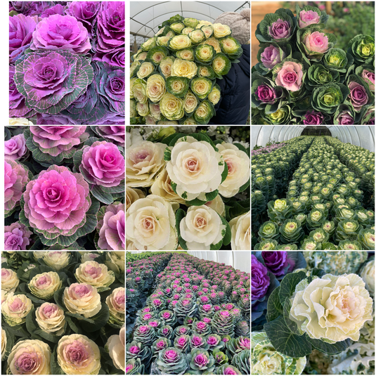 SEASONAL AVAILABILITY – Avonlea Flowers