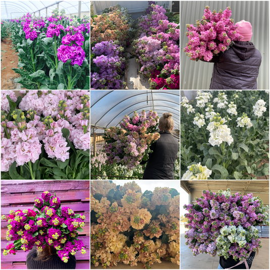 SEASONAL AVAILABILITY – Avonlea Flowers