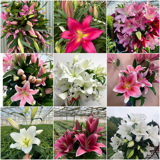 SEASONAL AVAILABILITY – Avonlea Flowers