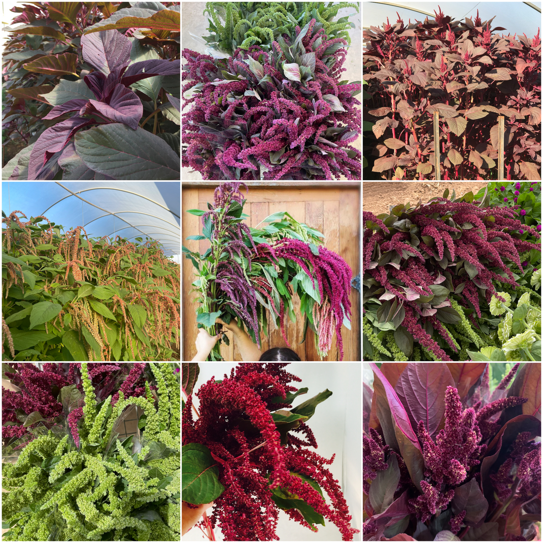 SEASONAL AVAILABILITY – Avonlea Flowers